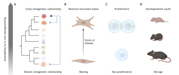 Helical growth in plant organs: mechanisms and significance ...