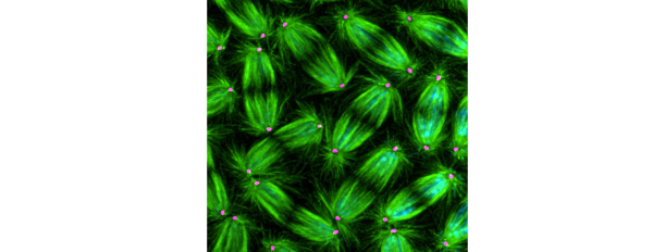 The molecular and cellular features of 2-cell-like cells: a reference ...