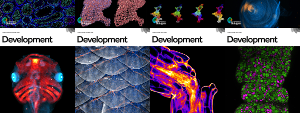 Model systems for regeneration: salamanders | Development | The Company ...