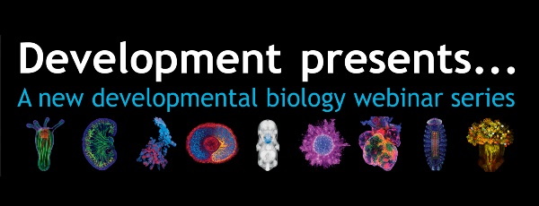 RUNX transcription factors: orchestrators of development | Development | The Company of Biologists