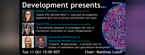 Human lung development: recent progress and new challenges ...