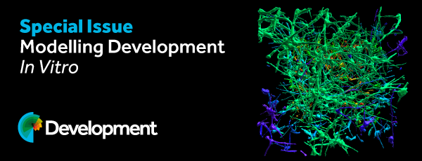 The ABC model of flower development: then and now | Development | The ...