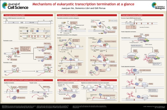Clearing of hemozoin crystals in malaria parasites enables whole-cell ...