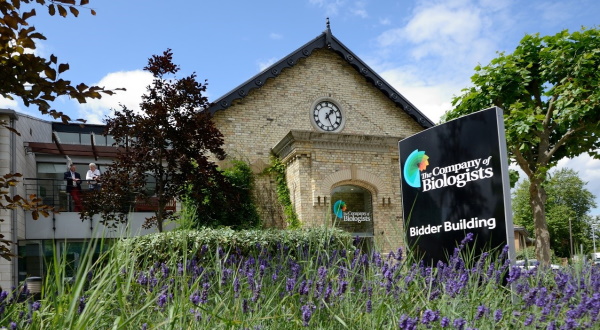 An improved Akt reporter reveals intra- and inter-cellular ...