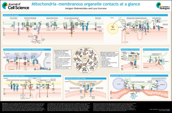 The extracellular matrix at a glance | Journal of Cell Science | The ...