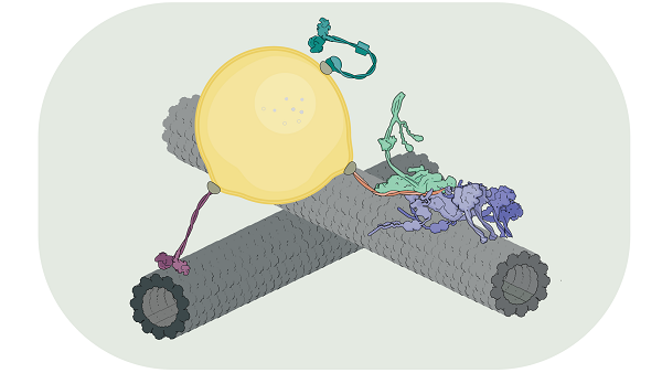 An improved Akt reporter reveals intra- and inter-cellular ...