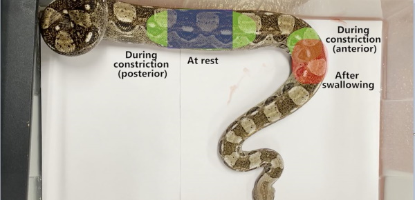 Why do mammals hop? Understanding the ecology, biomechanics and ...