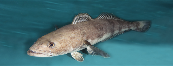 Adipogenesis in fish | Journal of Experimental Biology | The Company of ...