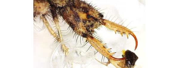 Sticky, stickier and stickiest – a comparison of adhesive performance ...