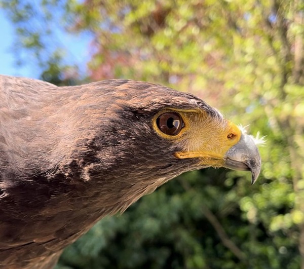 Numerical investigation of the hydrodynamics of carangiform swimming in ...