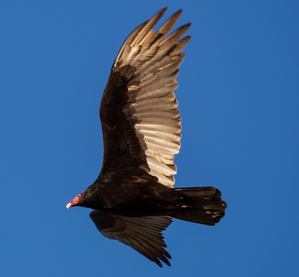 Flapping wing aerodynamics: from insects to vertebrates | Journal of ...